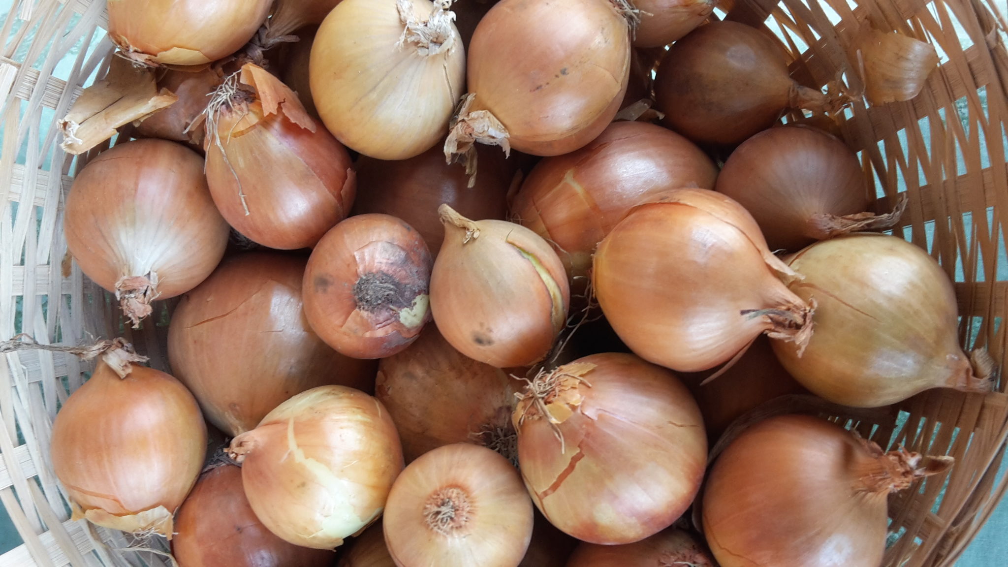 Oignon jaune - Ferme la Palouse