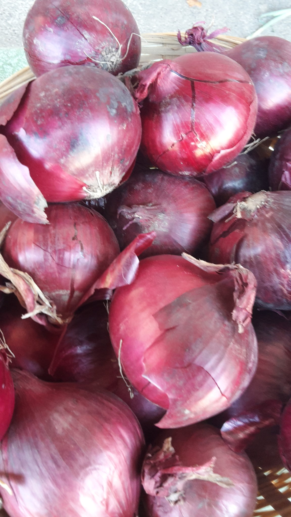 Oignon rouge - Ferme la Palouse